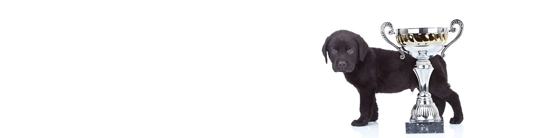 Pet Protector | Flea and tick tag: prevention-protection for pets